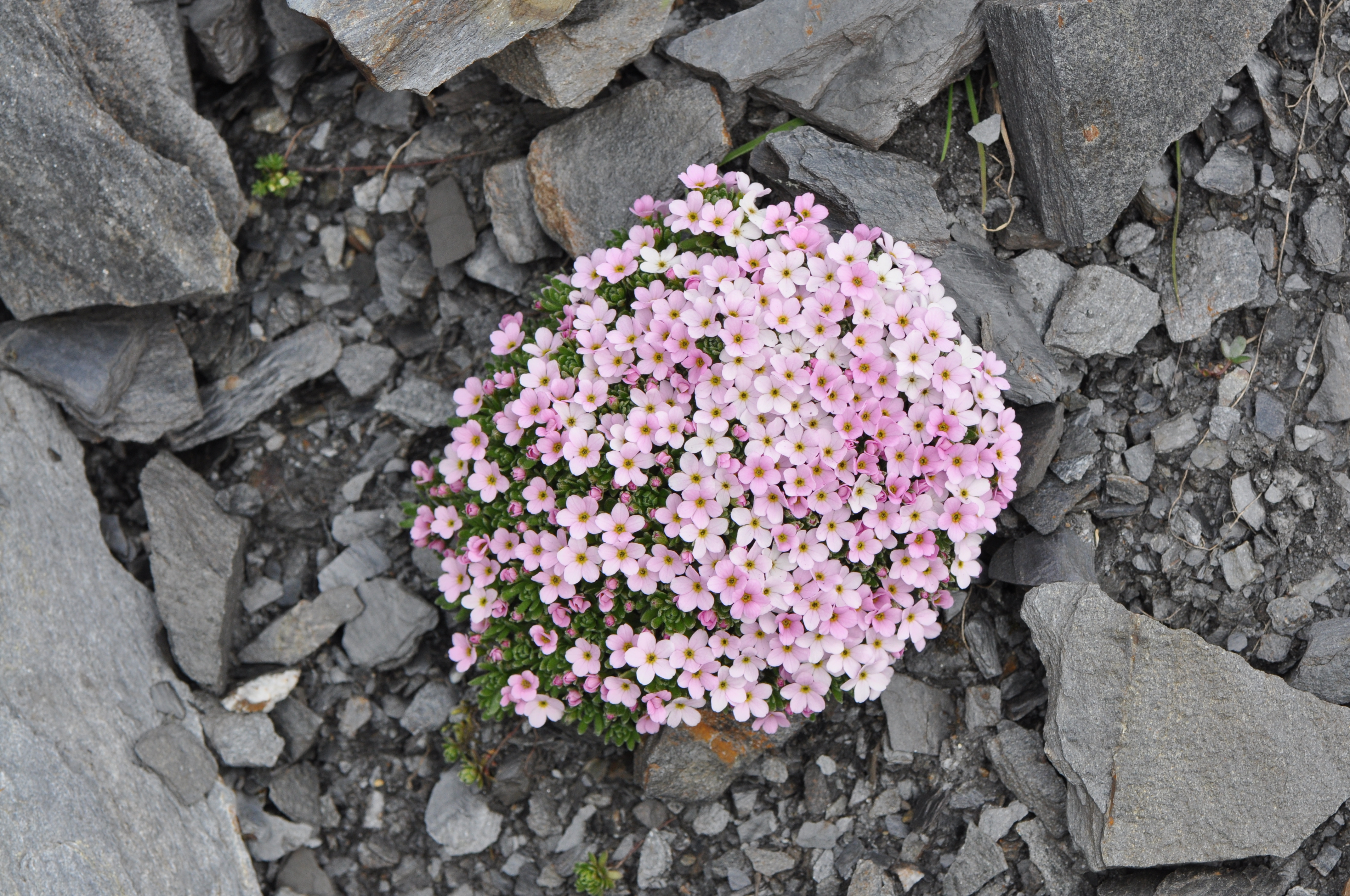 Androsace alpina (L.) Lam.